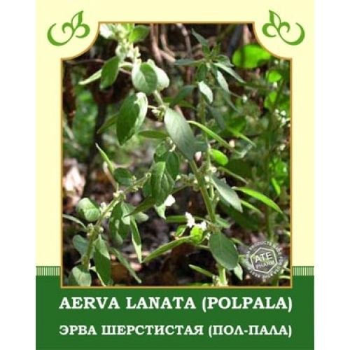 Aerva Lanata (Polpala)